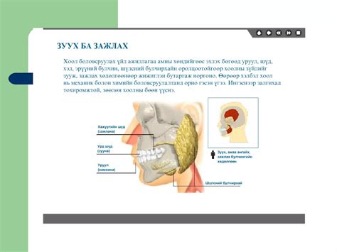 хүний хоол боловсруулах эрхтэн Ppt
