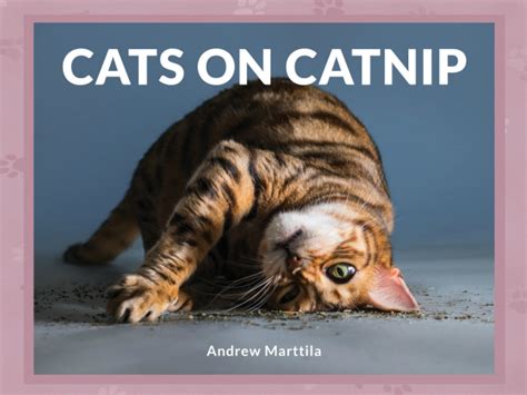 Cats On Catnip By Photographer Andrew Marttila ~ Book Giveaway The