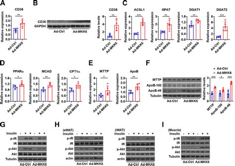 Hepatic P38 Activation By Ad Mkk6 Affects Hepatic Lipid Metabolism And