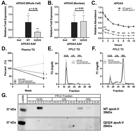 Mice Expressing Apoa V Q252x Have Elevated Plasma Tg Apoa5 Ko Mice