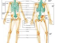 Discover 24 Chapter 8 Skeletal System And Skeletal System Ideas On This Pinterest Board