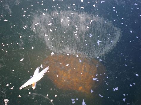 Bubble Ice A Stunning Natural Phenomenon