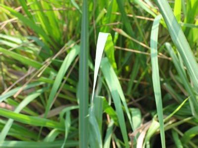 g10香茅草 Lemongrass nia jack愛台灣的部落格 udn部落格