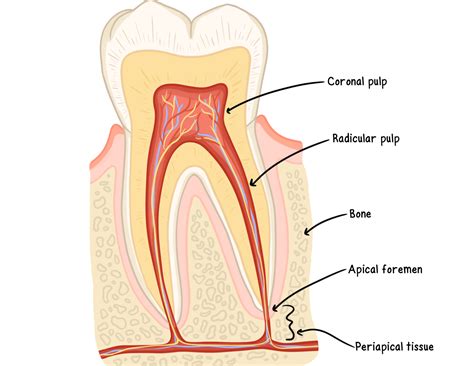 Pulpotomy Vs Pulpectomy My Dental Key