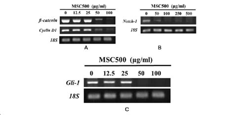 Msc500 Downregulates The Genes Of Wnt β Catenin Notch And Hedgehog Download Scientific