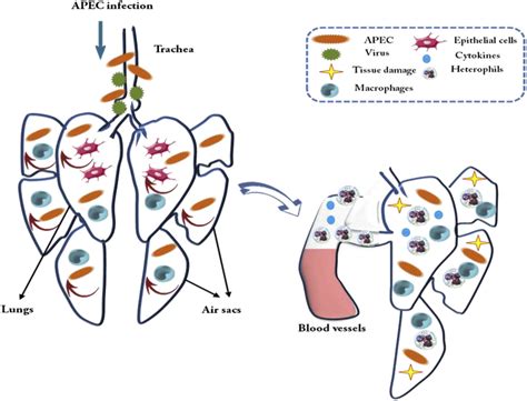 Inflammatory Response Against Avian Pathogenic Escherichia Coli Apec Download Scientific