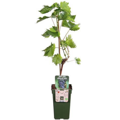 Druif Regent Snelle Levering Fleurdirect Fleurdirect