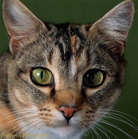 Tabby Tortoiseshell Cats Face Photo Wp15849