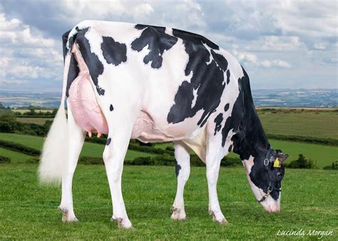 Top 10 Delta Lambda Daughters In Europe