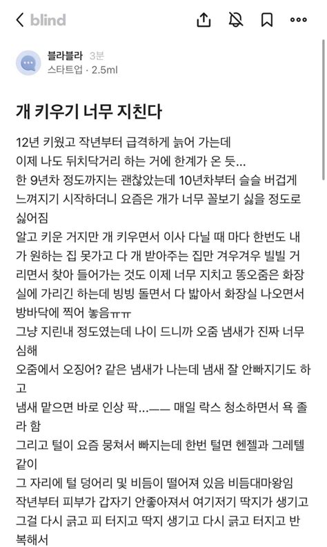 키우던 강아지가 노견이 되니 지친다는 블라인 인스티즈 Instiz 이슈 카테고리