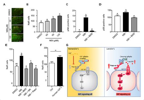 Disruption The Igfigfbp Complex Activates Igf Akt Tor Signaling And Download Scientific