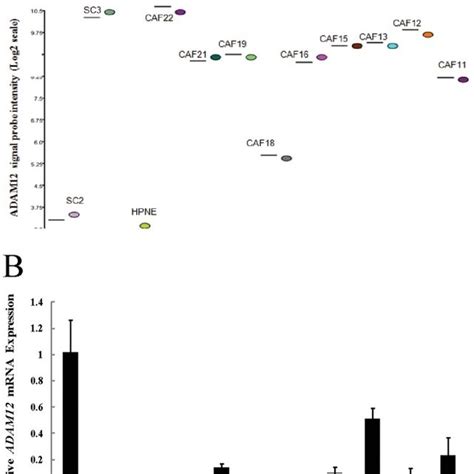 a affymetrix exon array analysis of adam12 mrna expression in