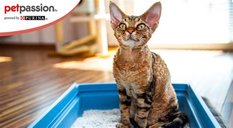 Come Insegnare Al Gatto A Fare I Bisogni Nella Lettiera PetPassion