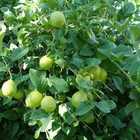 Fruits Well Watered Gandharaj Lemon Air Layering Sapling For Outdoor