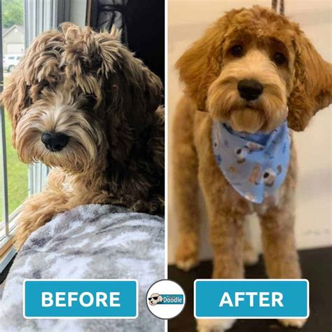 Short Cockapoo Haircut Styles 17 Before And After Photos