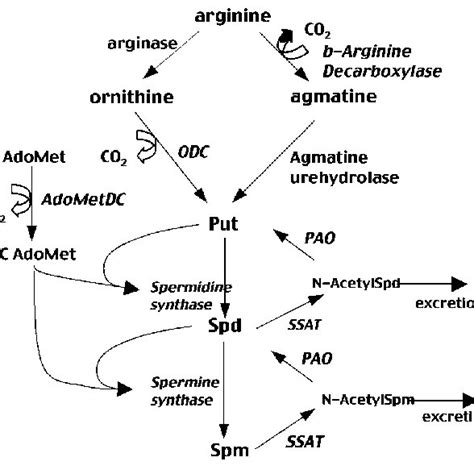 Polyamine Biosynthesis The Natural Pa In Mammalian And Plant Cells Are
