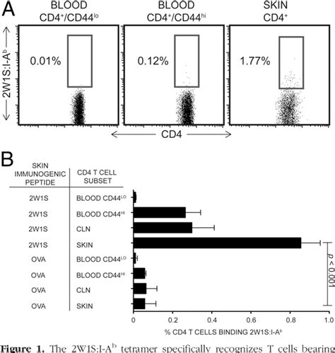 Figure 1 From Chemokine Receptor Requirements For Epidermal T Cell