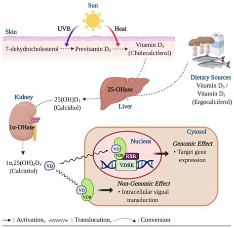 Vitamin D Mechanism Of Action In Immune System At Don Casteel Blog