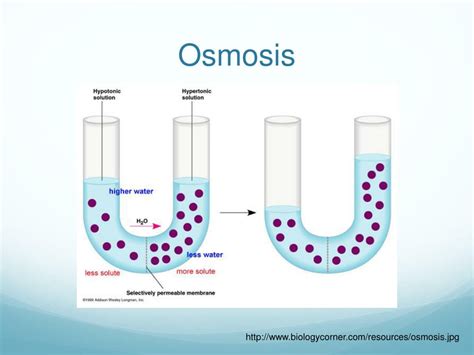 Osmosis Definition Biology