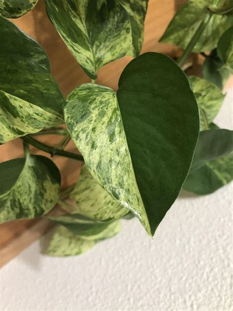 This Perfectly Split Leaf On My Pothos Is Oddly Satisfying To Me R Houseplants