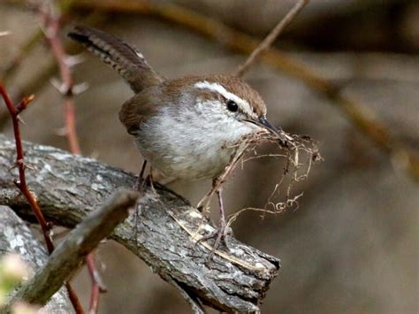 Bewicks Wren Nestwatch