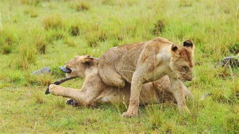 Slow Motion Shot Of Playful Young Lion Cubs Play Fighting Chasing Each