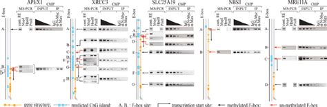 Unmethylated E Boxes Are Preferentially Bound By N Myc ͞ Max In Vivo Download Scientific