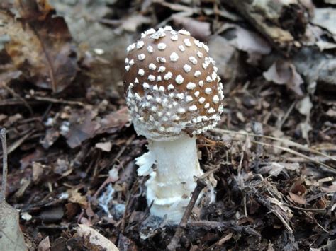 구형광대버섯아재비 Amanita Subglobosa 네이버 블로그
