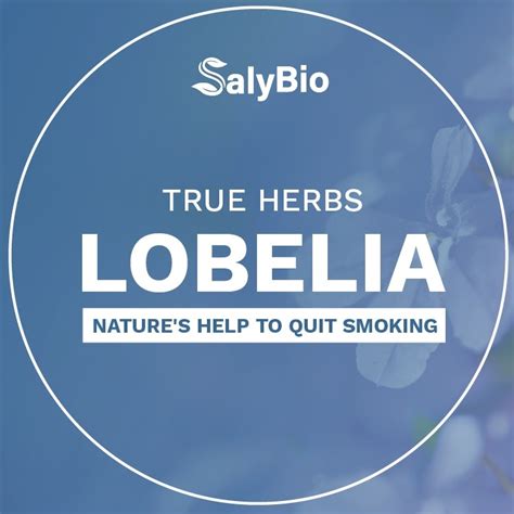 عشبة المعجزة للقضاء على التدخين 🌿 عشبة اللوبيليا مكمل غدائي للاقلاع