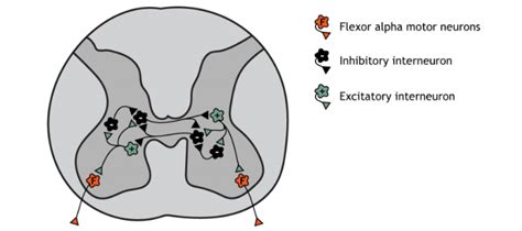 6 3 central pattern generators medicine libretexts