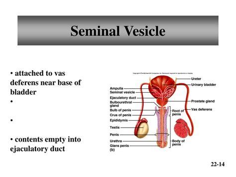 PPT Chapter 22 Reproductive Systems PowerPoint Presentation Free