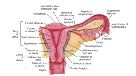 Sturcture And Function Of The Reproductive Systems Flashcards Quizlet