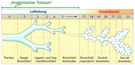 Atmung Physiologie Karteikarten Quizlet