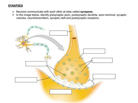 Solved Synapsesin The Image Below Identify Presynaptic