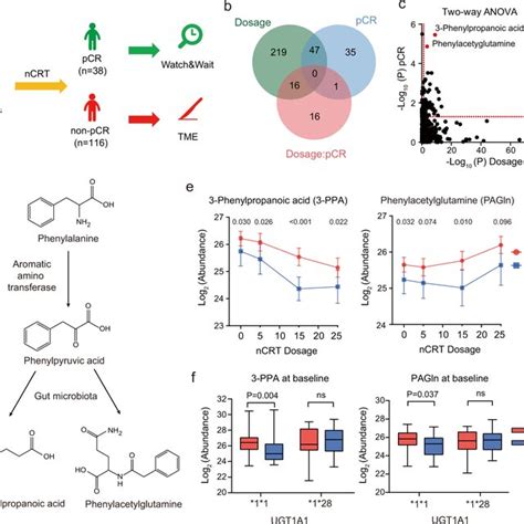 Schematic Overview Of Regimen For Standard Neoadjuvant Therapy And