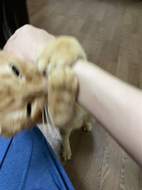 東城和実「黒緋の薬師」1~2巻発売中 On Twitter 撫でようとする飼い主の手に襲いかかるたわし😱