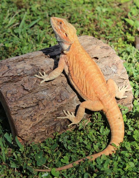 Male Hypo Leatherback Het Trans Central Bearded Dragon By Gnarly