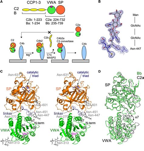 Figure 1 From Structure Of Complement Component C2a Implications For