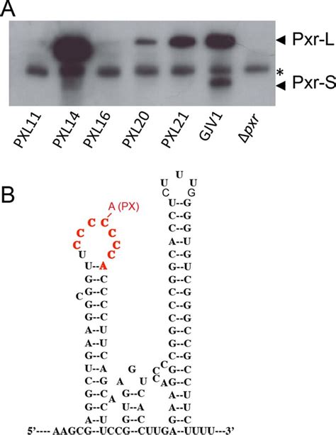 Five Pxl Mutants Showed Defects In Pxr Srna Synthesis Processing Or Download Scientific