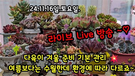 다육이 키우기 11월 겨울맞이 준비 하기 기본 관리💥 24 11 16 🌸올 겨울동안 예쁘게 건강하게 키우자구요~♡😆 Youtube