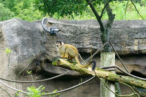 【台北市立動物園木柵動物園】熱帶雨林區 Teresa的旅遊筆記