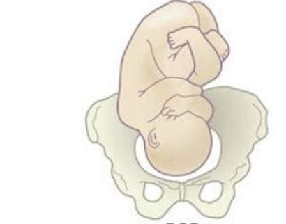 Labor And Birth Process Flashcards Quizlet