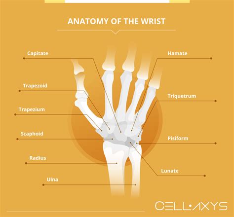 Ulnar Abutment Syndrome