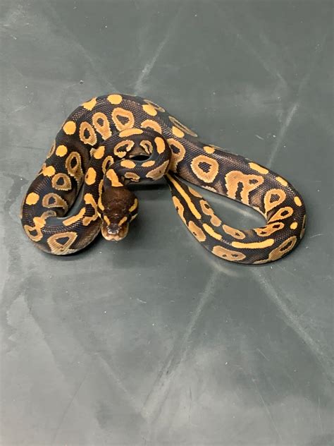 Mystic Ball Python By Metamorphic Pythons Morphmarket