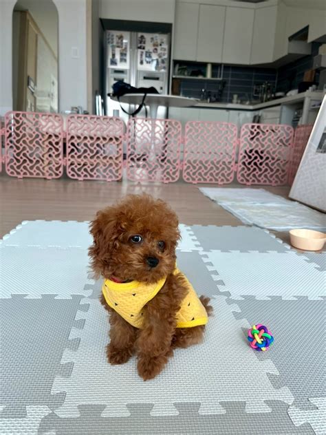 진짜 내 새끼도 아인데 이렇게 사랑스러울수가 ㅠㅠㅠ 상사병 걸릴거 같당 🥹