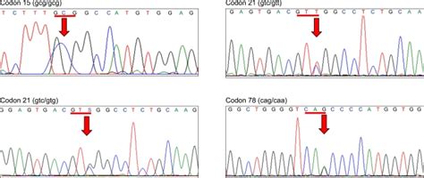 Novel Noncoding Single Nucleotide Polymorphisms Snps At Codons 15 21