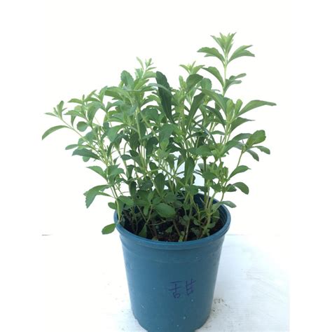 花囍園香草水果苗—甜菊 花果期夏、秋間~莖葉泡茶飲5吋高約10 15cm 蝦皮購物