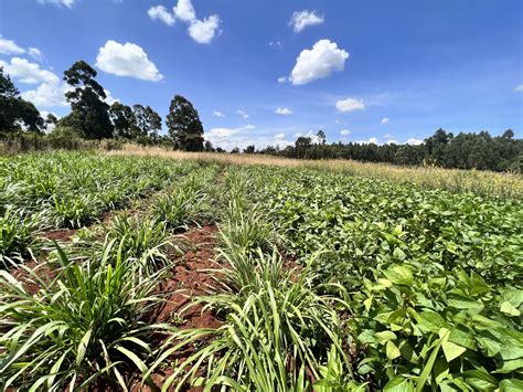 Forages Africa Carbon Sequestration