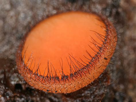California Fungi Scutellinia Scutellata