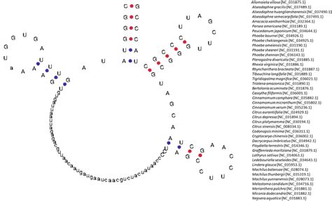 Putative Novel Trna Of Chloroplast Trna The Trna Contains A Long Download Scientific Diagram